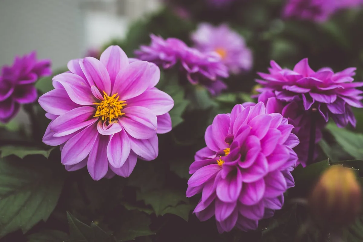 Dahlias: A Complete Guide to Growing and Caring for These Garden ...